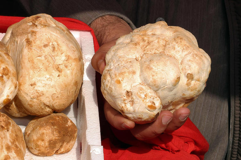 Photos: The prized desert truffle of Kuwait – a rare delicacy with rich ...