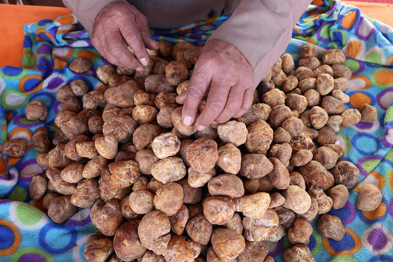 Photos: The prized desert truffle of Kuwait – a rare delicacy with rich ...