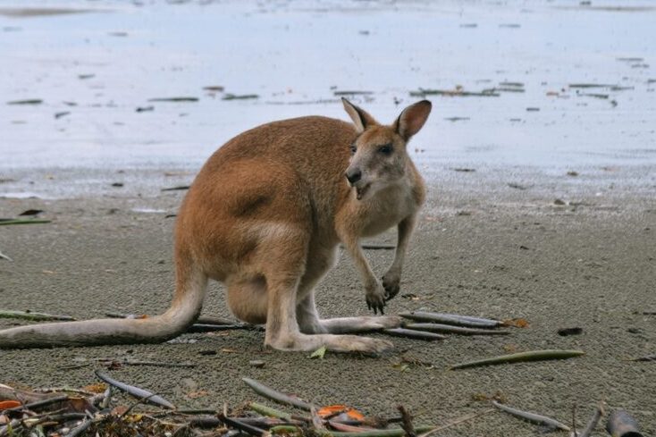 7 Animals That Can Pause Their Pregnancies