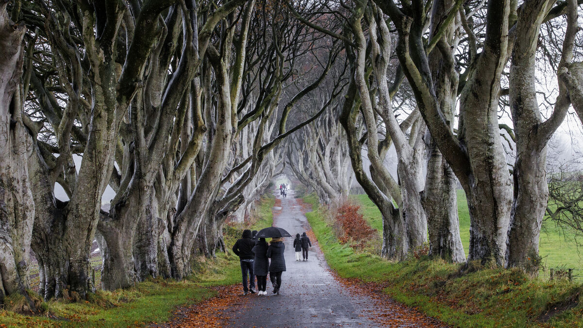 Northern Ireland trees made famous by Game Of Thrones ‘coming to end of ...