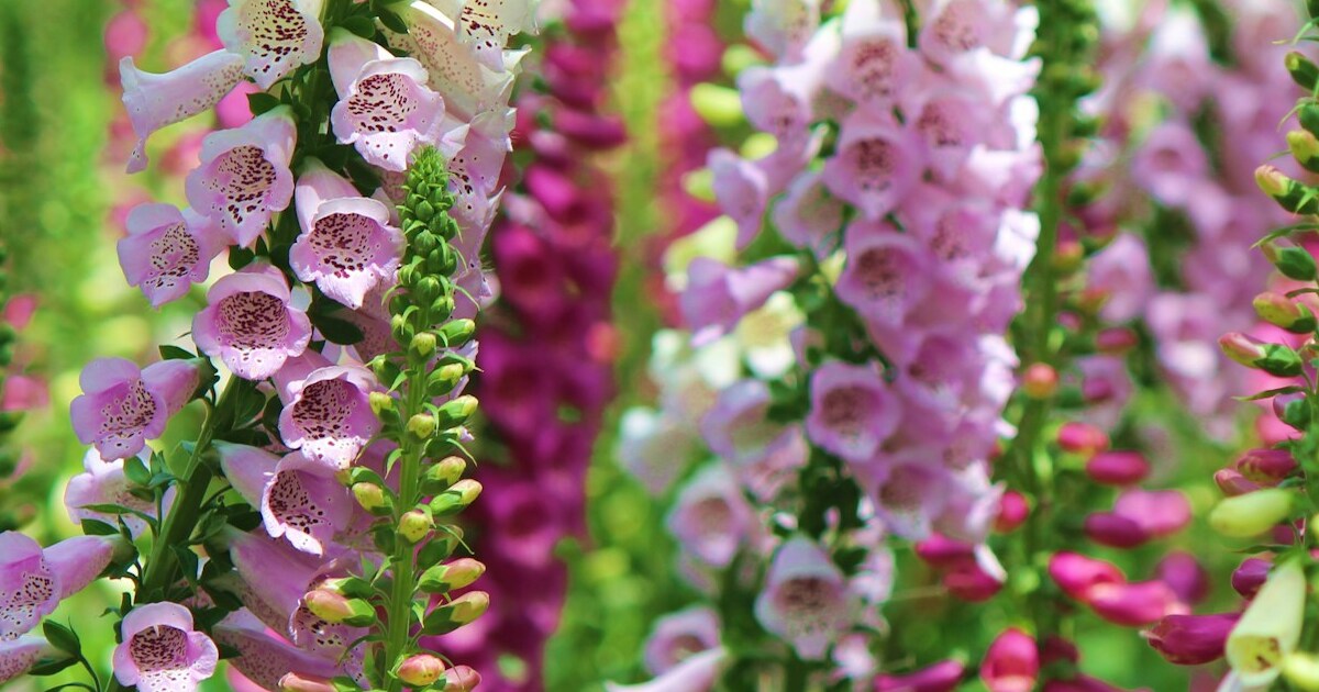 11 Of The Most Dangerous Plants That Could Be In Your Garden