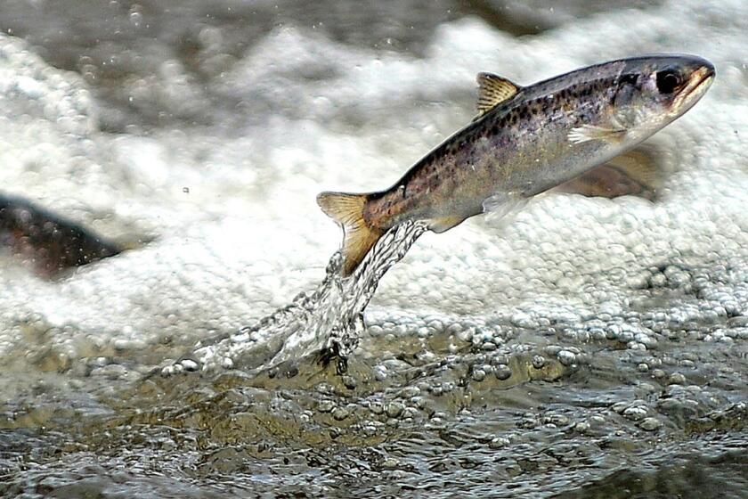 Letters to the Editor: 'The marine environment has been despoiled ...