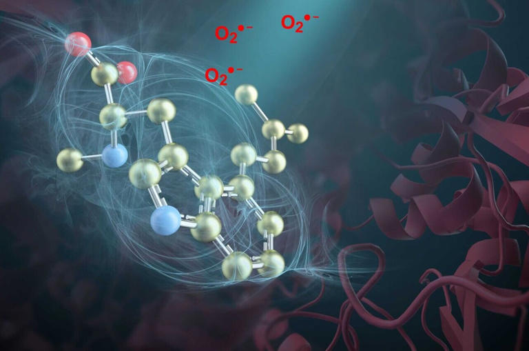 Superoxide's role in enzyme-driven drug synthesis uncovered