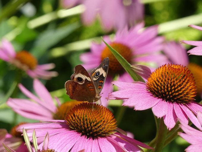 Identify and Attract the Common Buckeye Butterfly