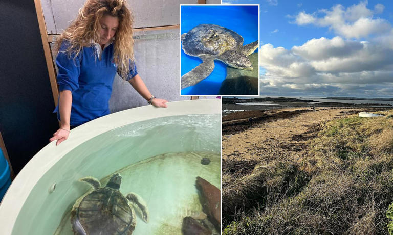 Hurt sea creature stranded in Wales after Trump foreign aid freeze