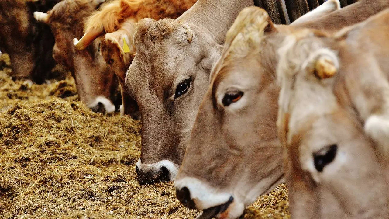 8 most popular cow breeds found in India