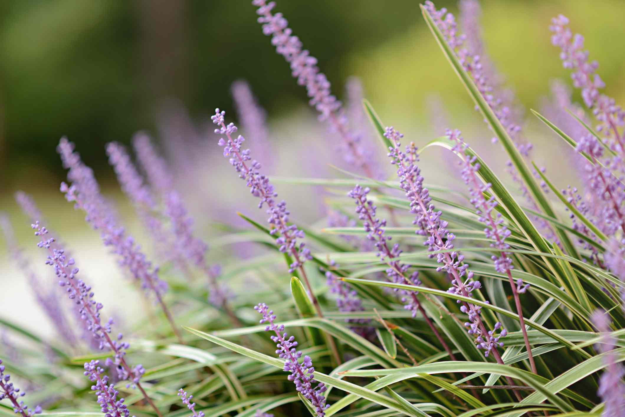 How to Grow and Care for Liriope