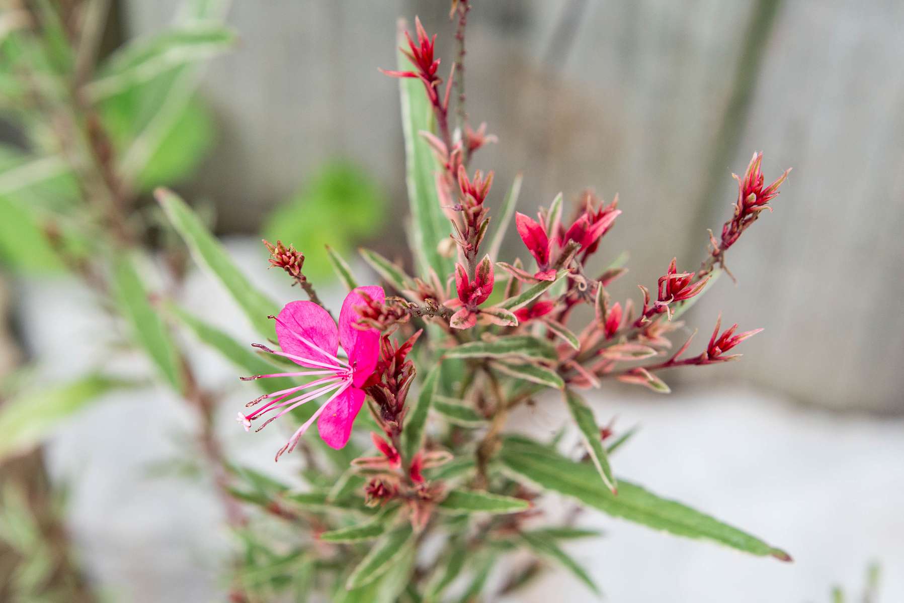 How to Grow and Care for Gaura (Wandflower)