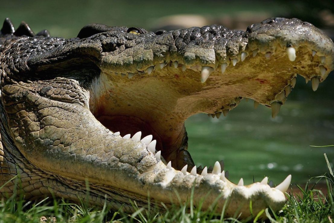 Crocodile-infested waters to host Brisbane 2032 Olympic rowing