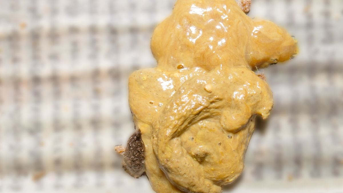 Caca amarilla en perros: ¿qué significa y cuándo preocuparse?