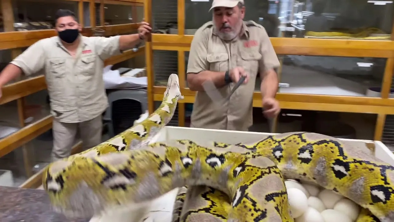 Baby Pythons, Pulling a Clutch, Feeding Monitors, OH MY! Prehistoric ...
