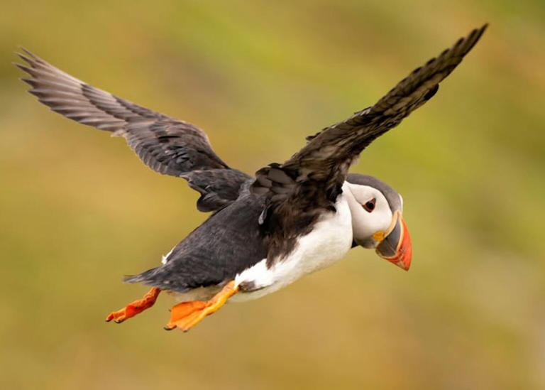 Rathlin Island welcome for Atlantic puffins as first of the spring ...