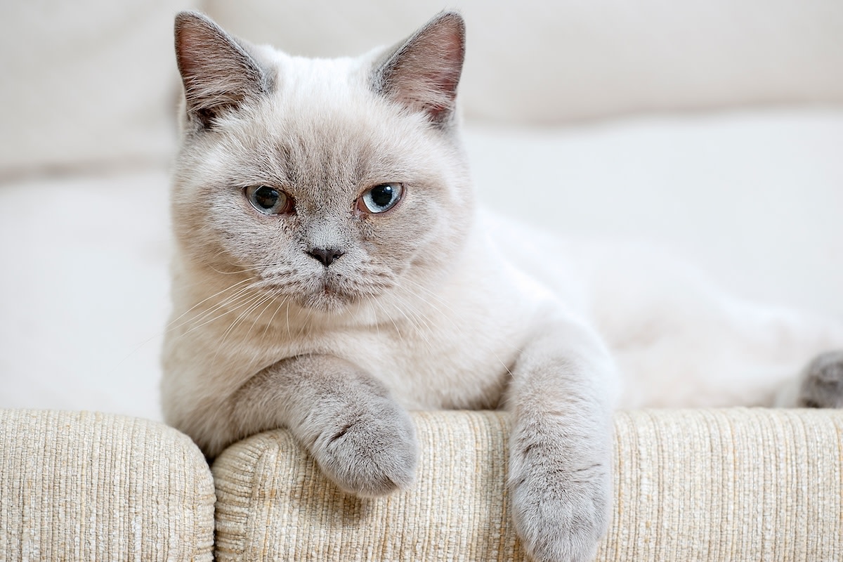 'Barking' British Shorthair Cat Sings Along to the Black Eyed Peas ...