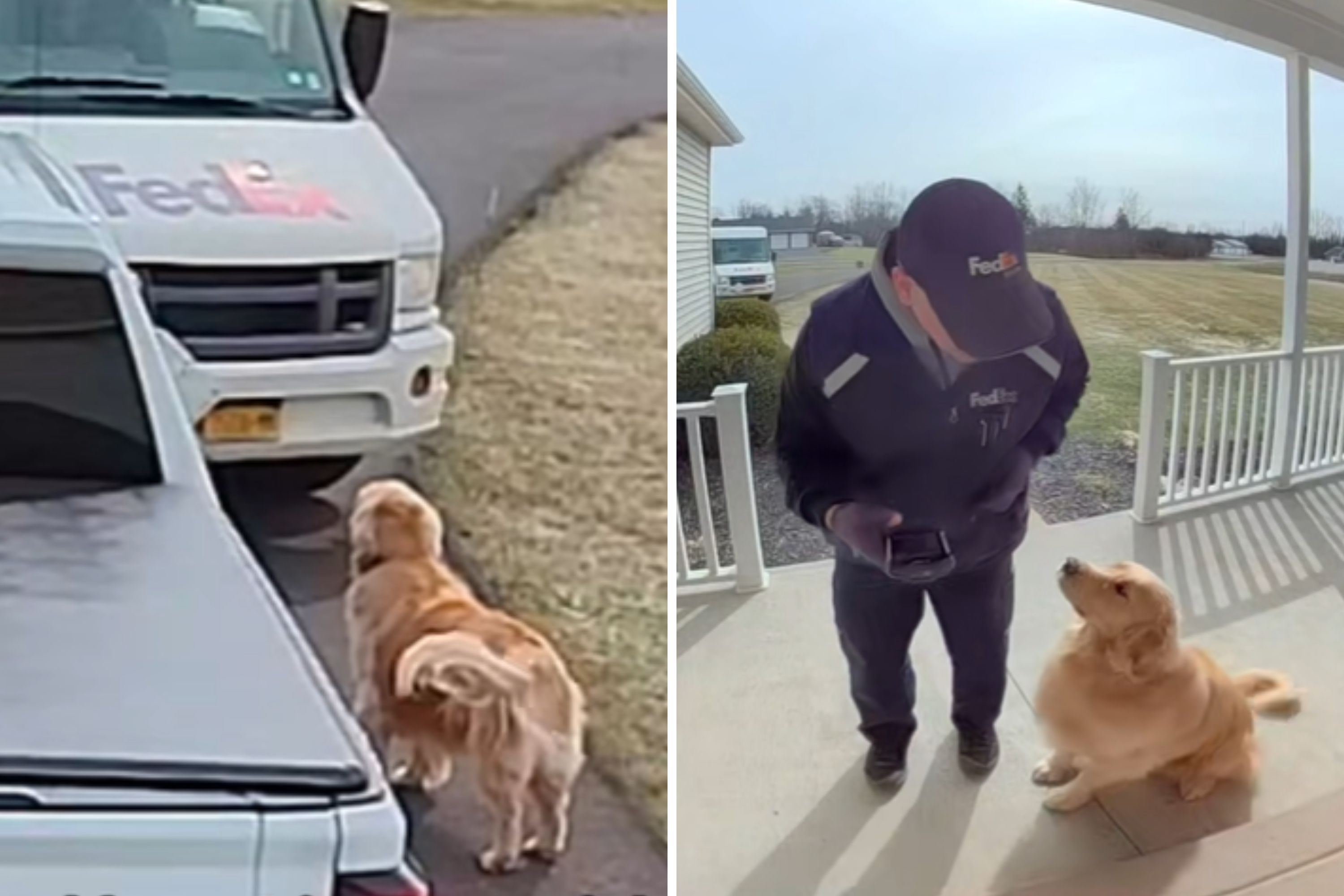 Golden Retriever vs. FedEx Driver Shows Why They 'Can't Be Guard Dogs'