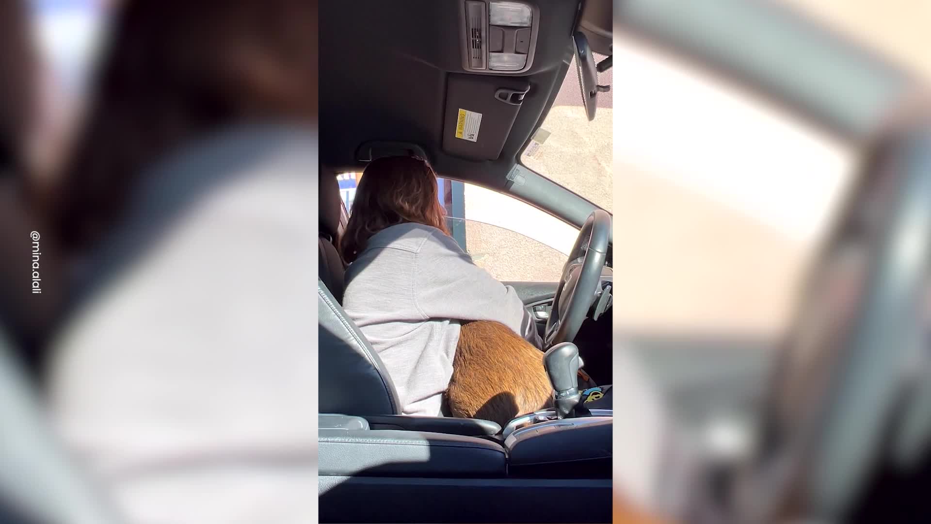 Greedy Animals Go Wild at the Drive-Thru!