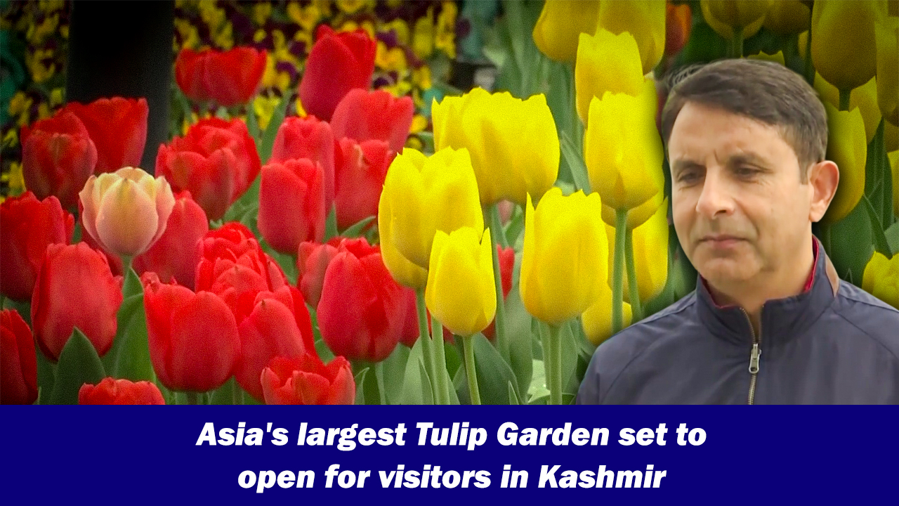 Asia's largest Tulip Garden set to open for visitors in Kashmir