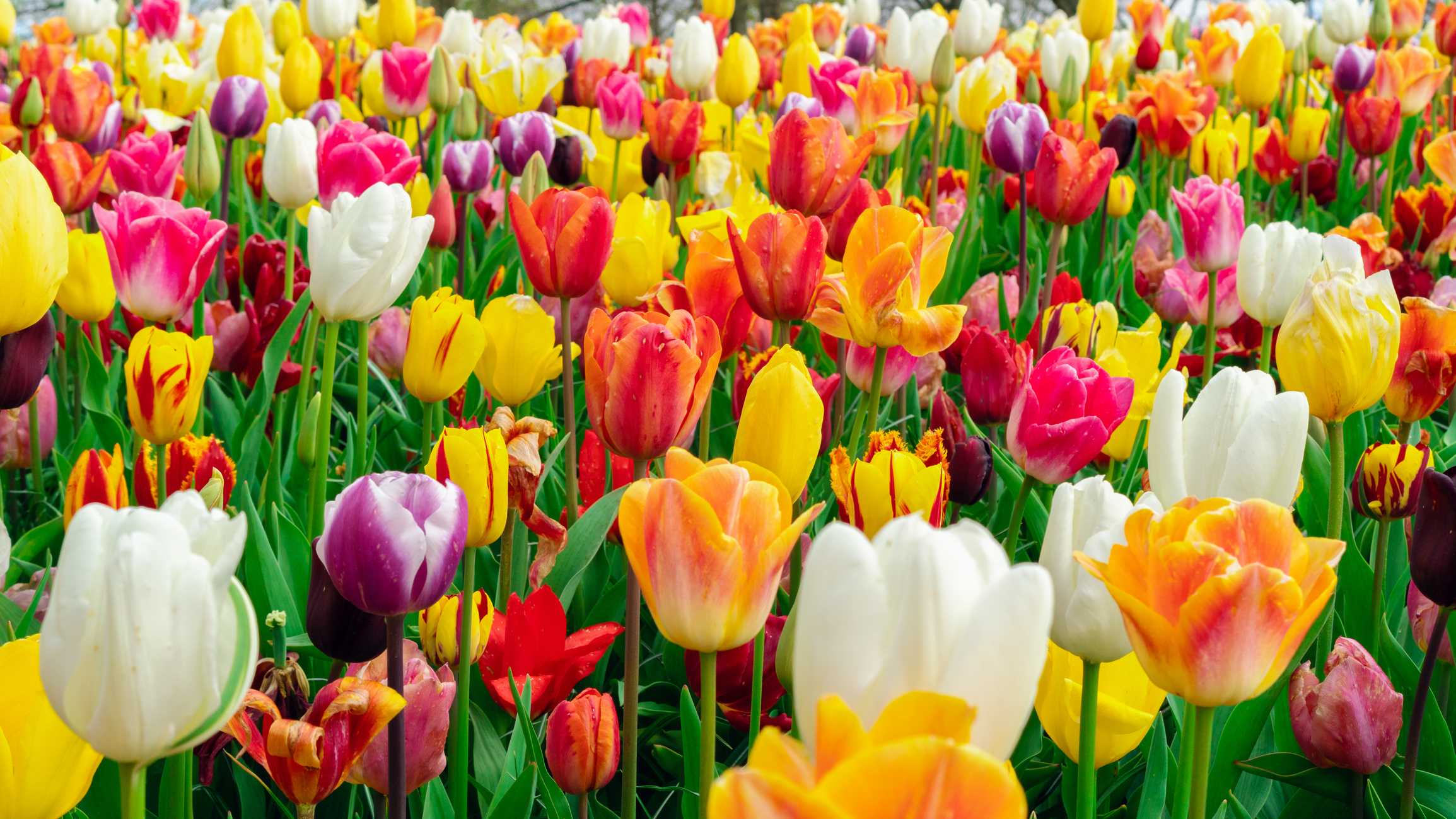 Stroll through 250,000 tulips at Loveland farm's new Tulip Trail this ...
