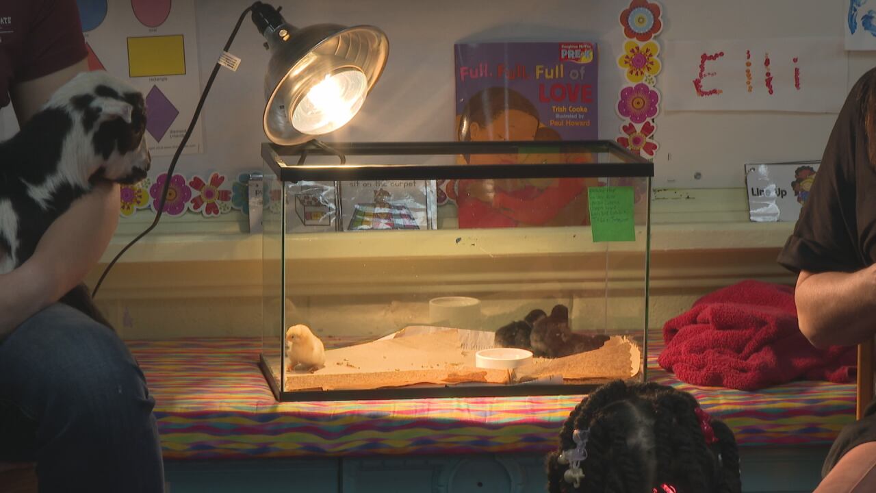 MSU Extension Service’s ‘Poultry Hatch-Out’ brings baby chicks to students