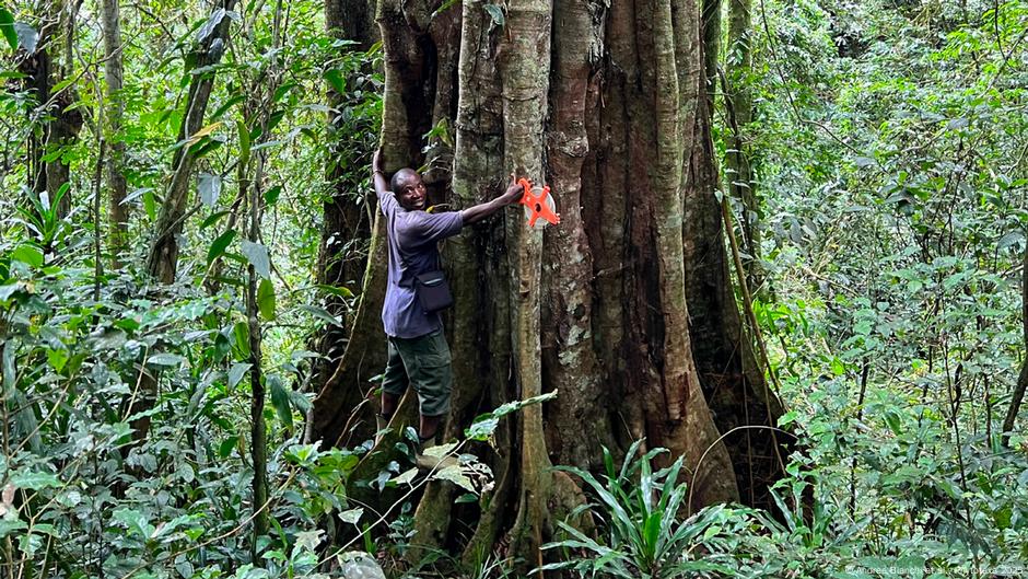 Un gigante escondido: descubren nueva especie de árbol milenario en ...