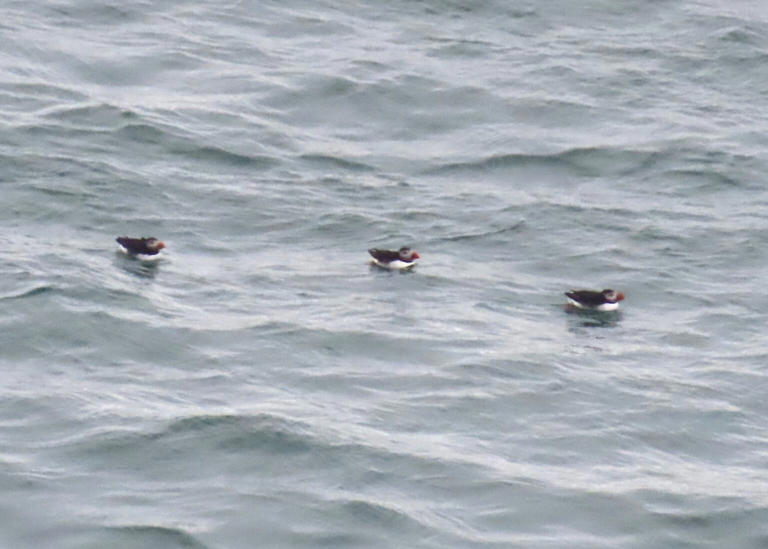 Rathlin Island welcome for Atlantic puffins as first of the spring ...