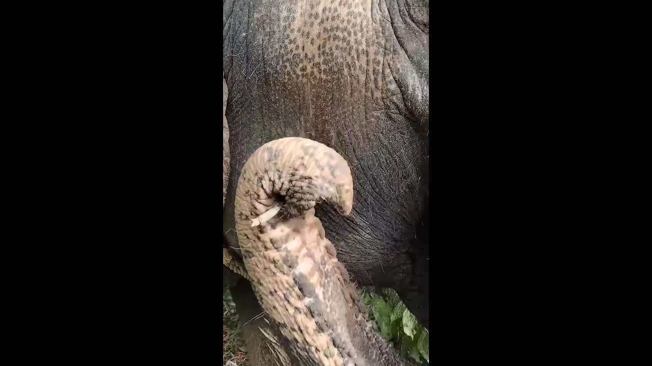 Elephant enjoys a satisfying scratch by using a stick on his cheek
