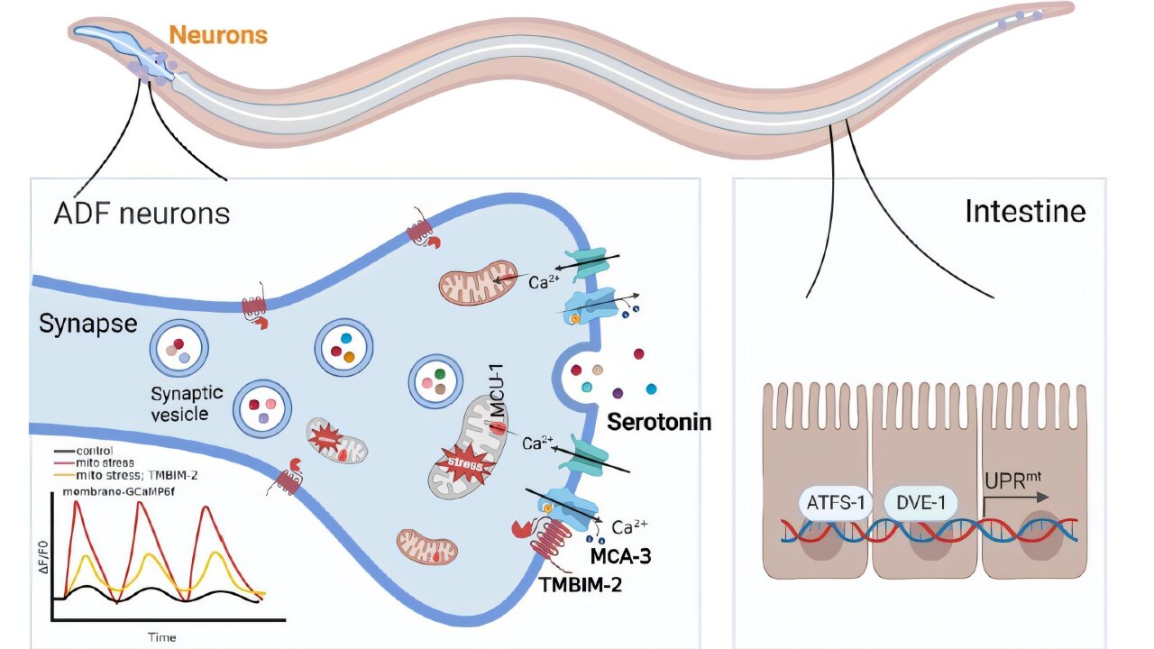 Scientists reveal neuronal calcium oscillations involved in tissue ...