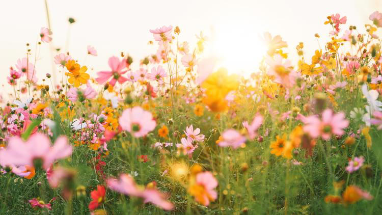 These 3 Georgia flower festivals make list of best in US