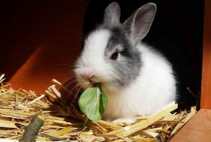 10 Low-Maintenance Miniature Pets Perfect For Small Spaces