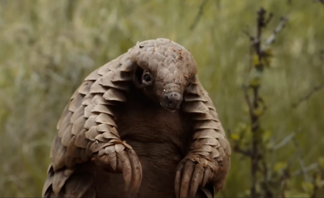 Netflix viewers counting down to new documentary being hailed 'the next ...