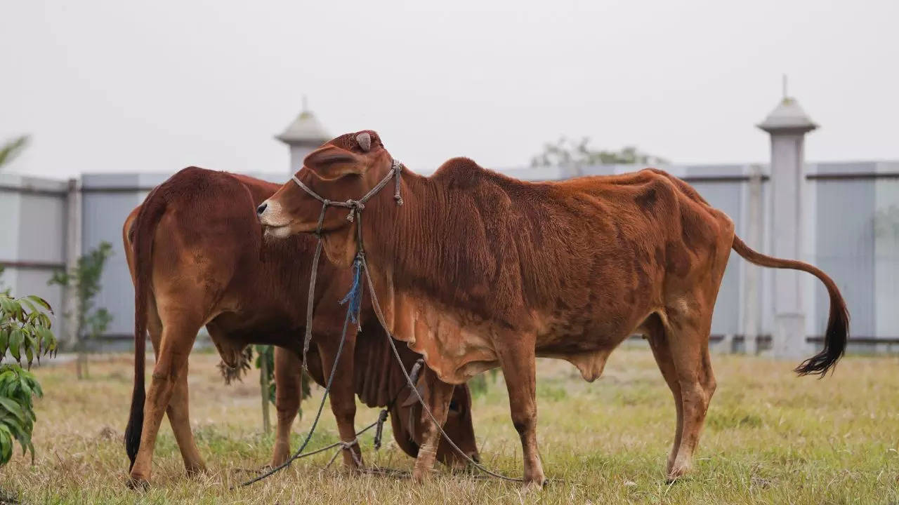 8 most popular cow breeds found in India