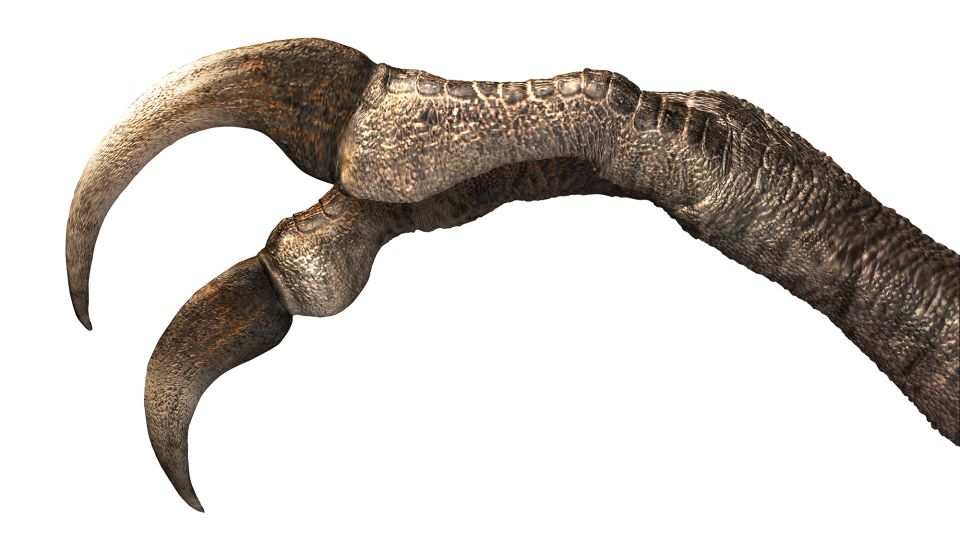 Largest fully preserved dinosaur claw unearthed in Mongolia’s Gobi Desert