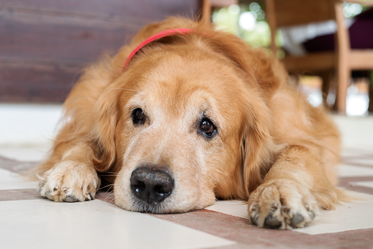 Golden retriever adorably 'cops an attitude' when mom tells her no treats