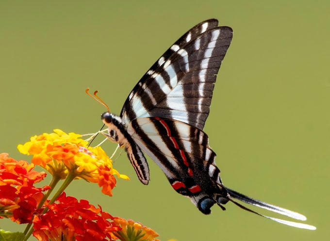 How to Identify a Zebra Swallowtail Butterfly