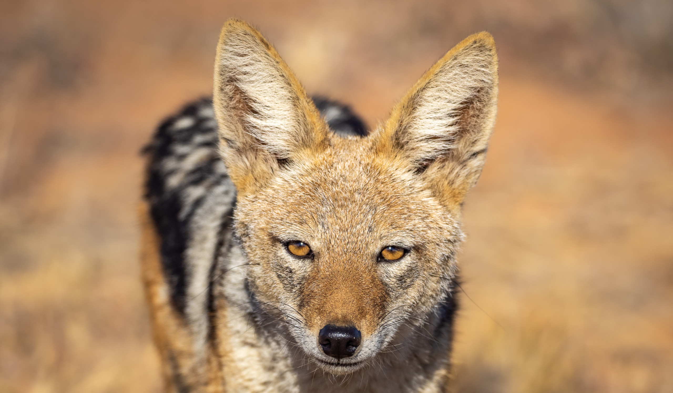 Smishing vs. phishing: Derfor skal du kende forskel på de to