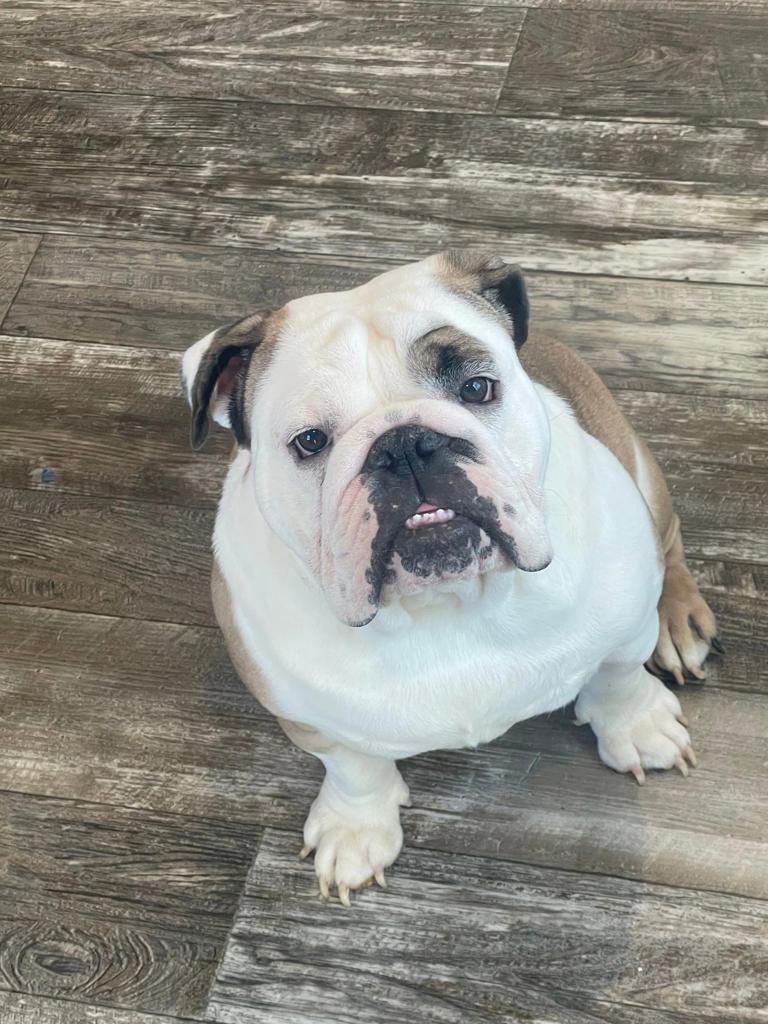 See the 30 finalists for Drake University’s Annual Beautiful Bulldog ...