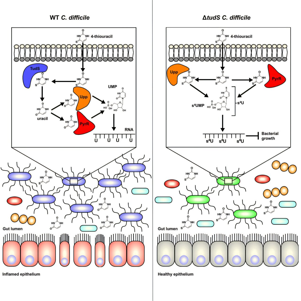 C. diff uses toxic compound to fuel growth advantage, researchers discover
