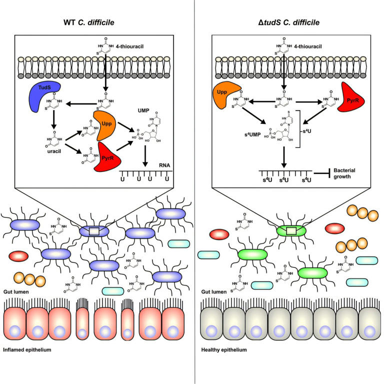 C. diff uses toxic compound to fuel growth advantage, researchers discover