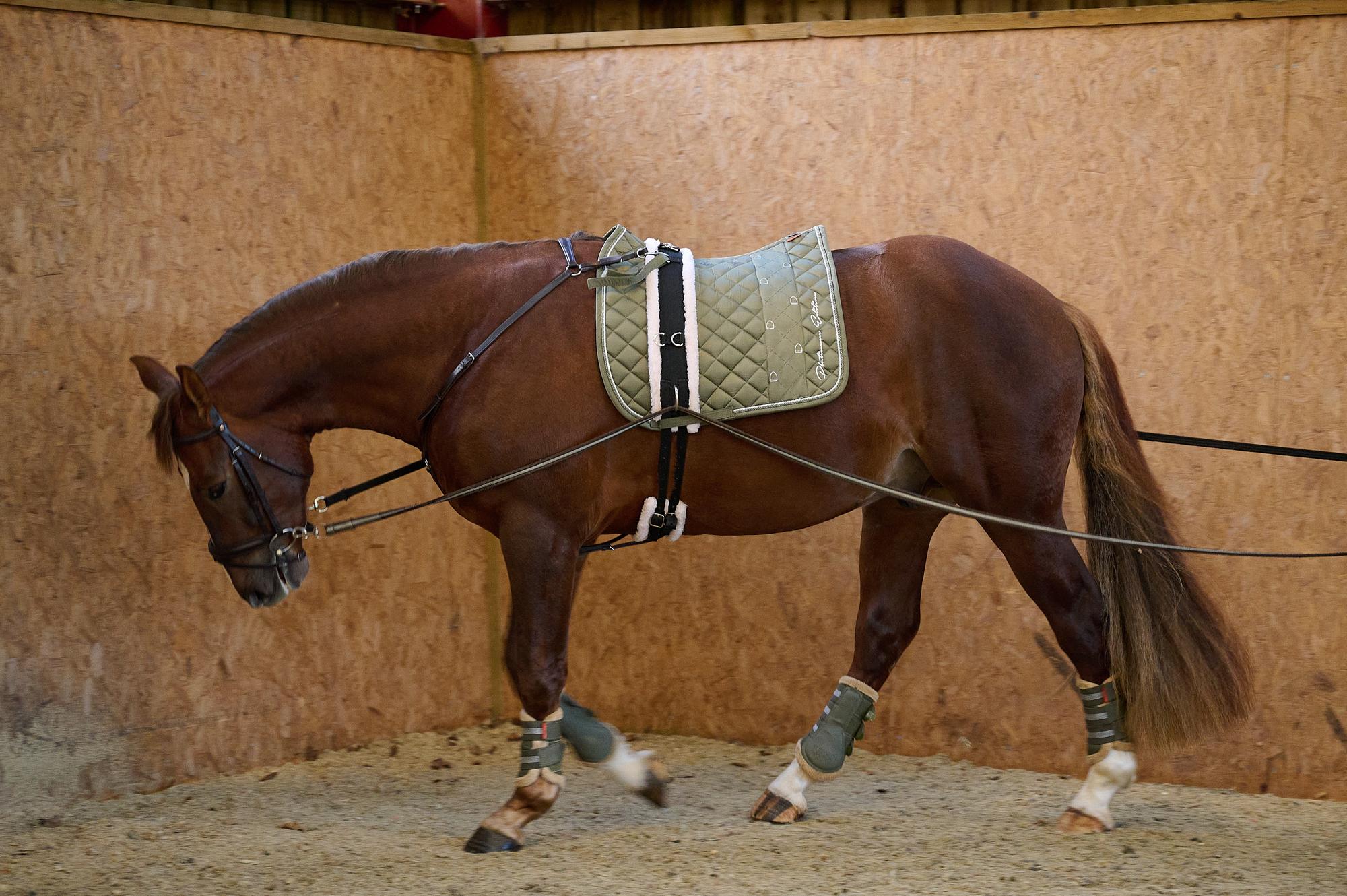 New treatment for injured horses at centre near Horsham hailed as 'amazing'