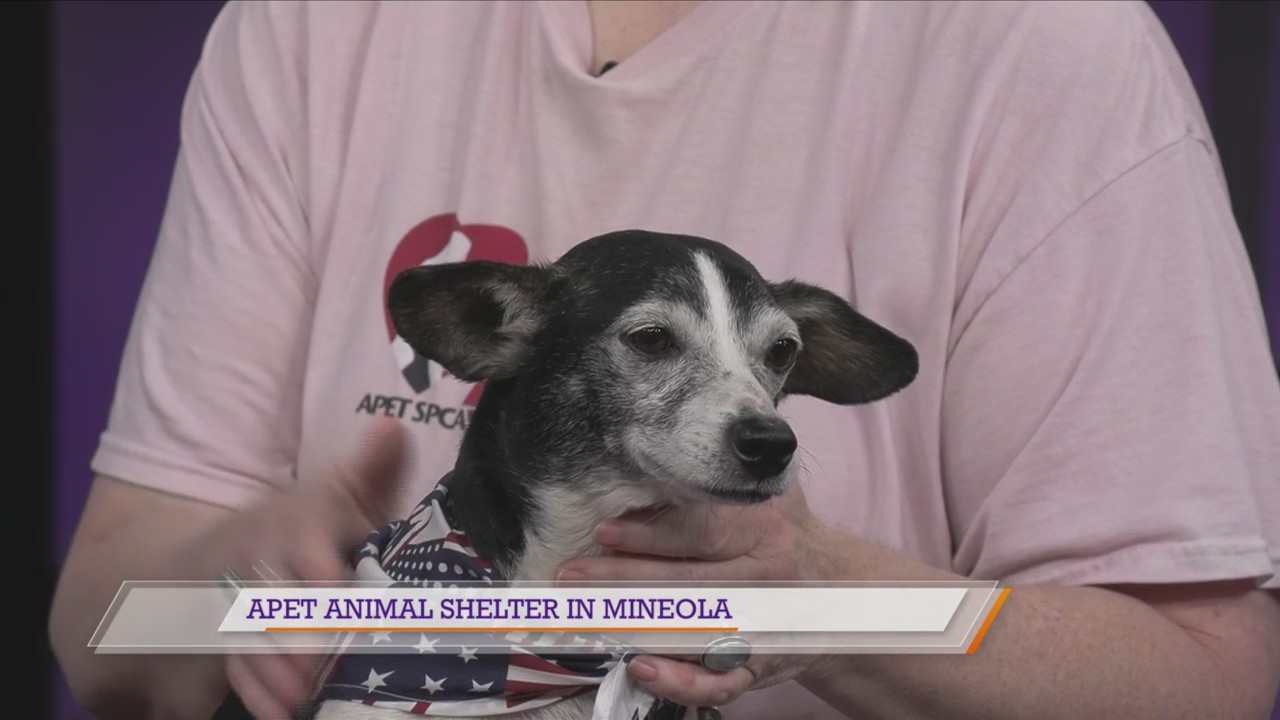 APET Animal Shelter in Mineola