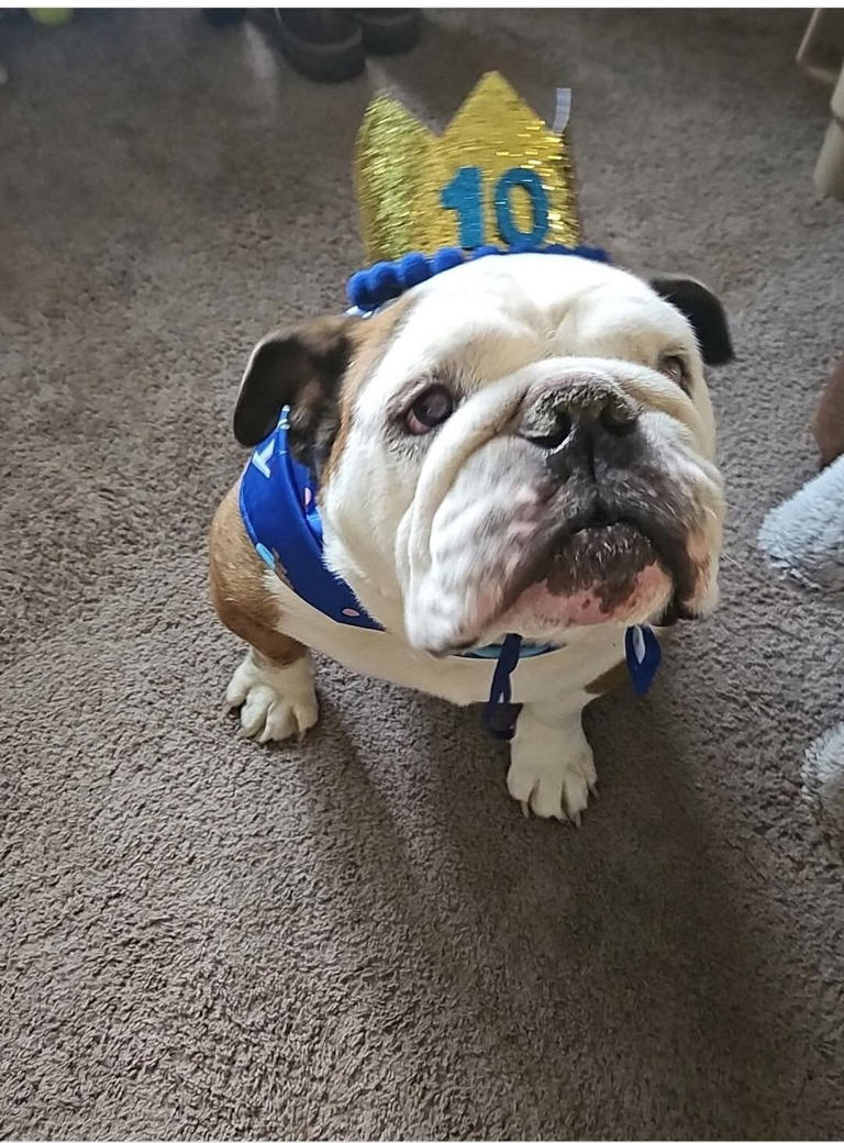 See the 30 finalists for Drake University’s Annual Beautiful Bulldog ...