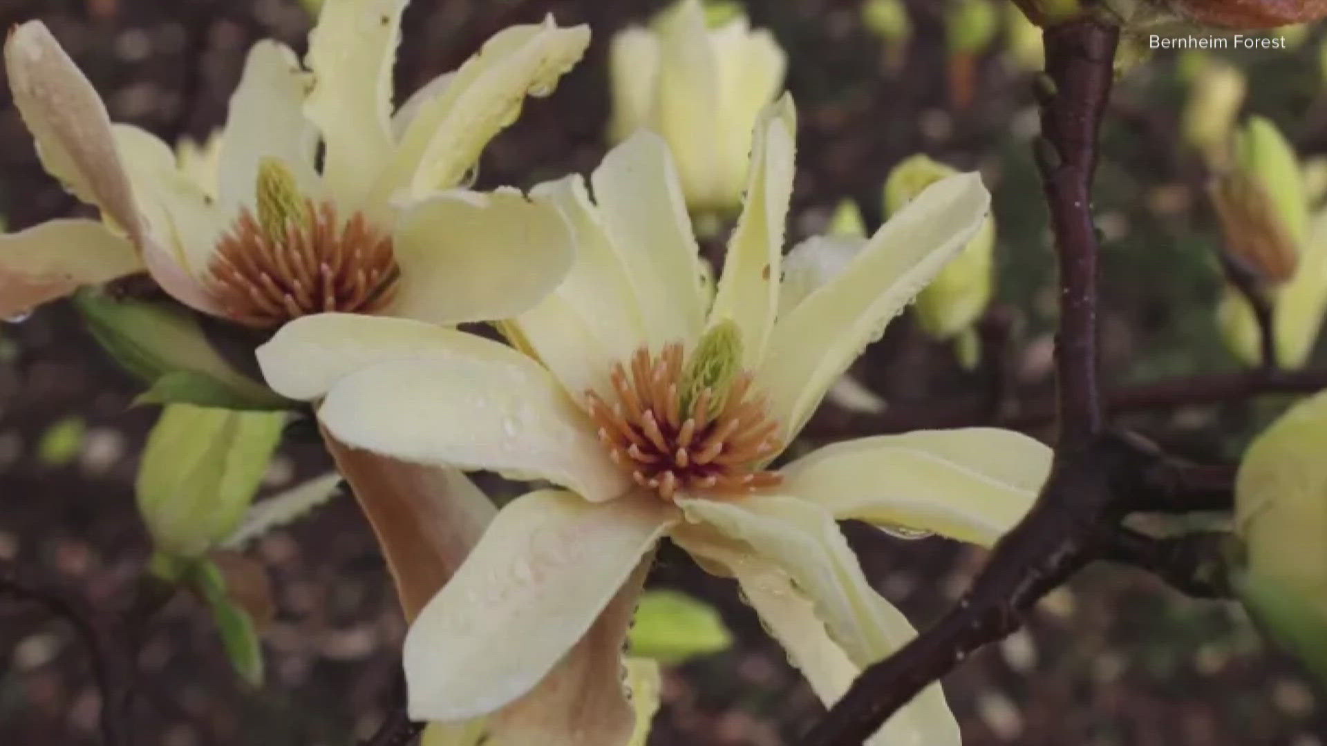 Kentucky's Bernheim Forest's magnolia collection nationally recognized