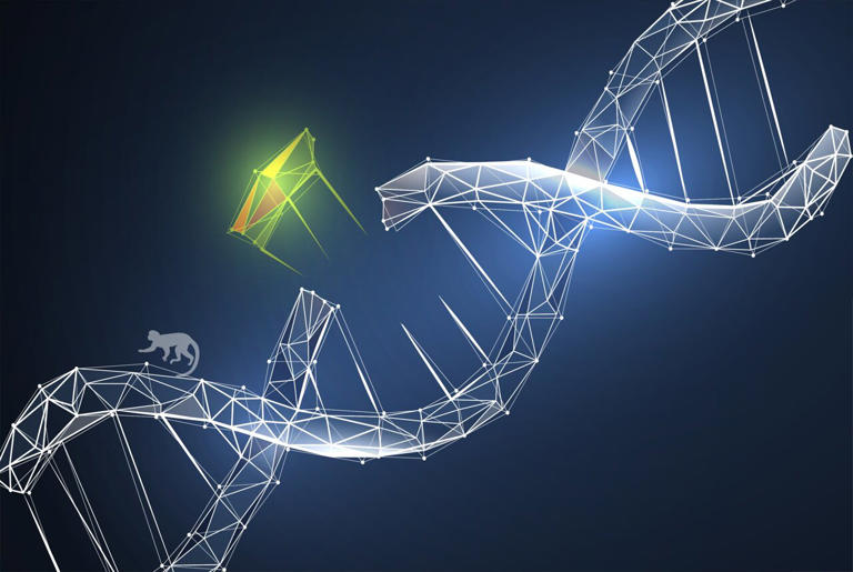 Japanese scientists pioneer nonviral gene delivery in primates