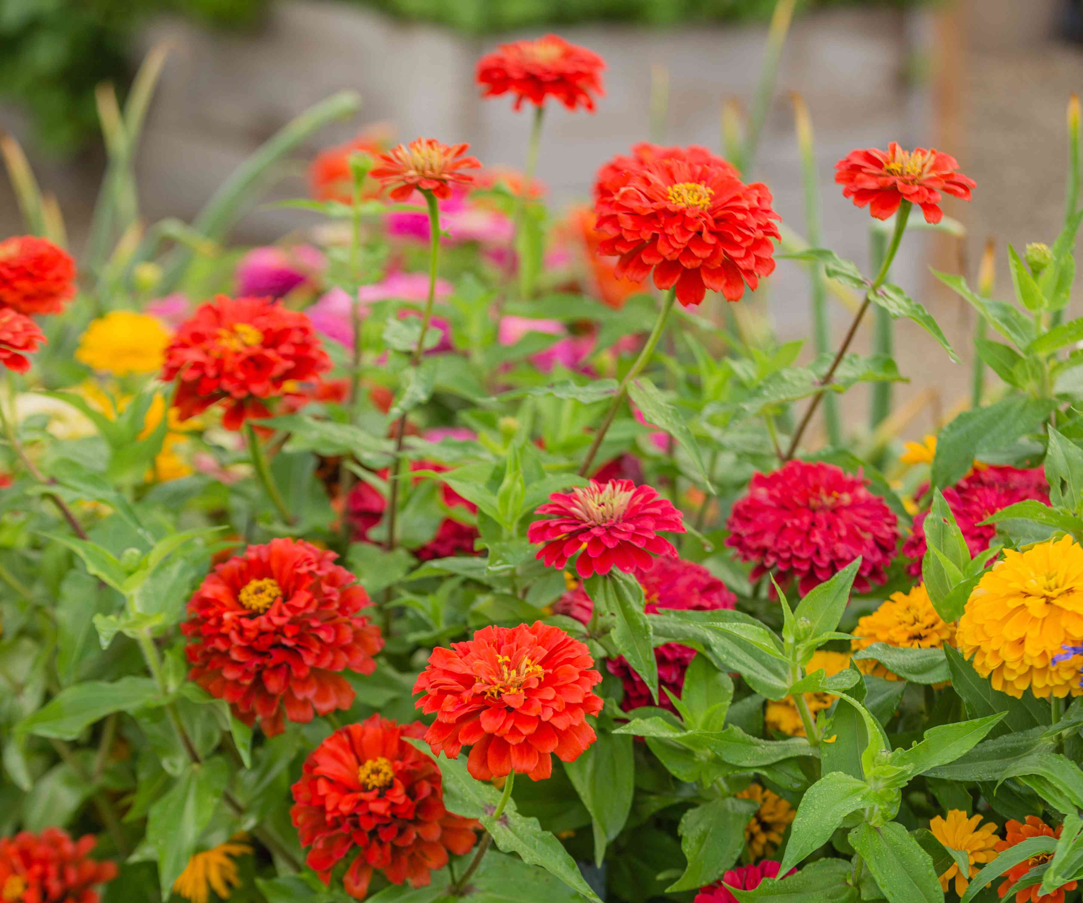 How and When to Plant Zinnia Seeds for Flowers All Summer Long