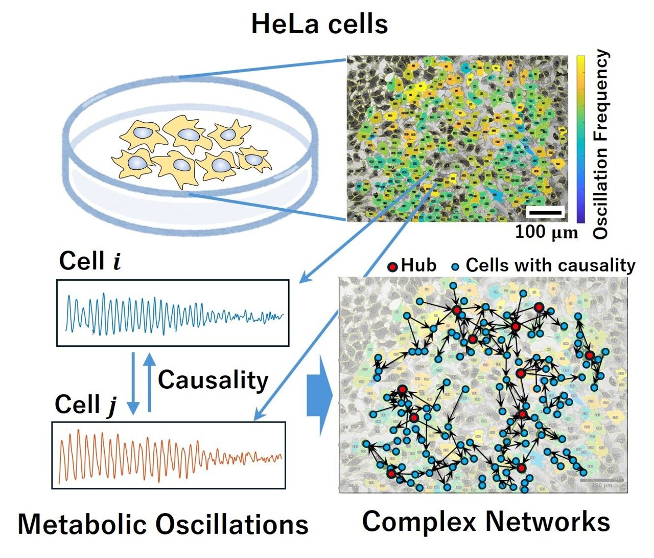 Discovery of 'cancer-cell hubs' reveals cooperative phenomena in ...