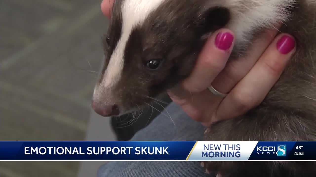 'He brings so much joy': Meet Mr. Sushi, an emotional support skunk