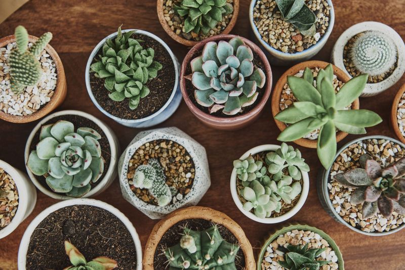 La planta mexicana por la que te pueden cobrar hasta 5,657,000 de pesos ...