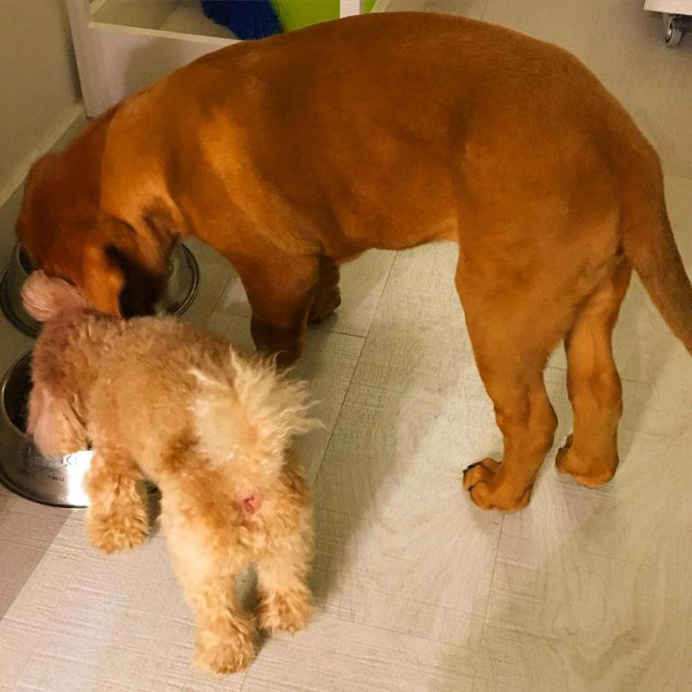 La tierna historia de Toby, el caniche de Lionel Messi y Antonela Roccuzzo