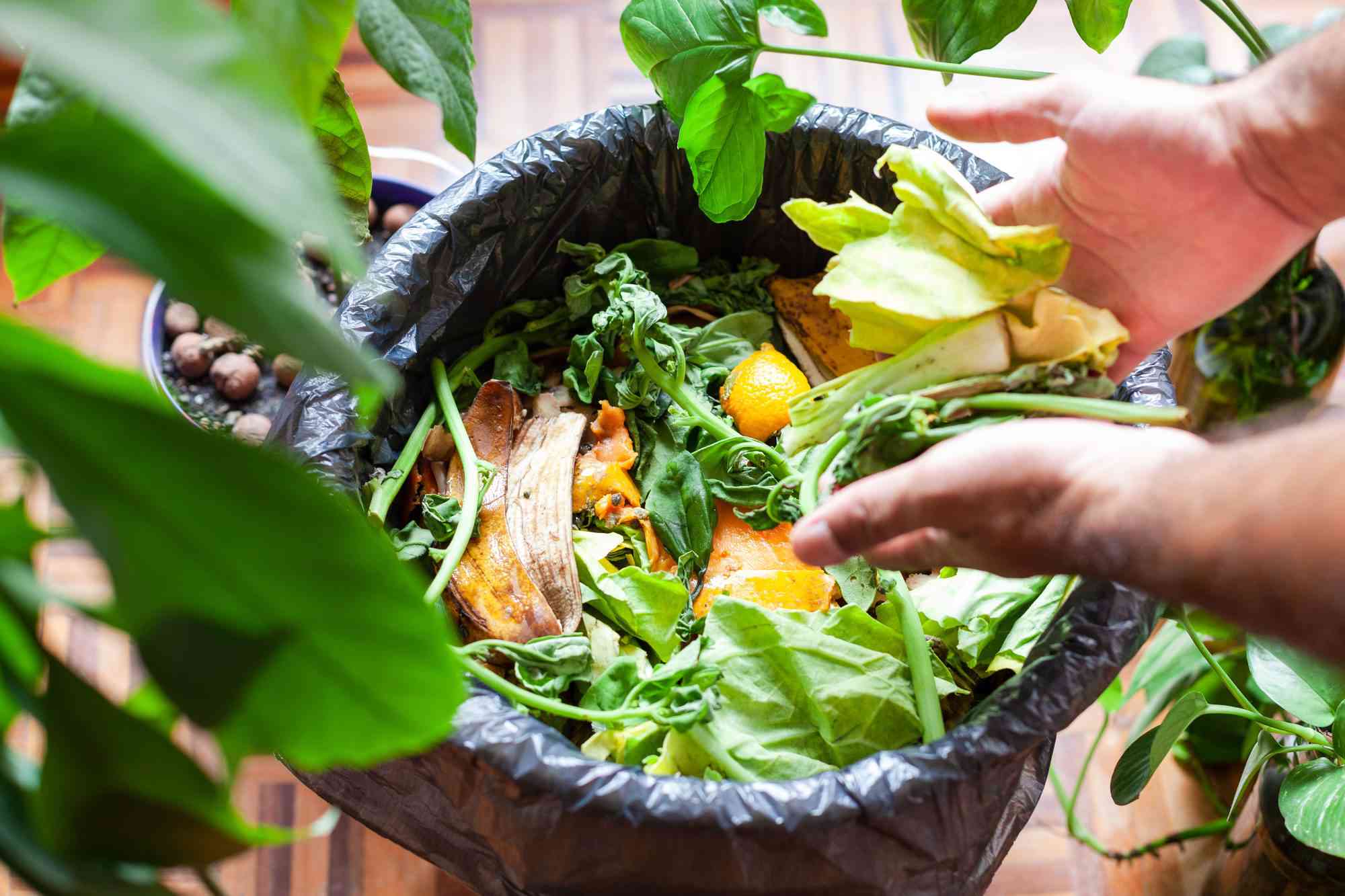 How to Make Compost Tea—and Use It to Encourage Plant Growth and ...