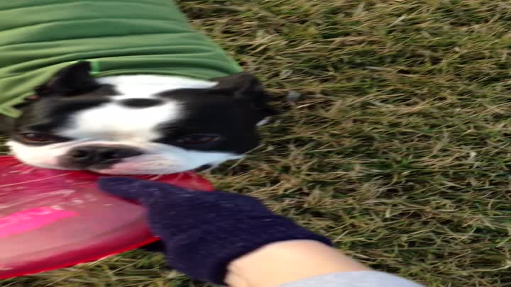 Playful Dog Clings to Frisbee in Adorable Video