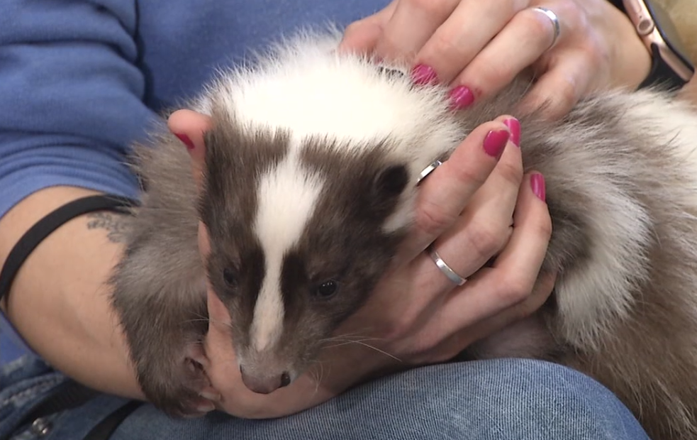 Meet Mr. Sushi: Iowa emotional support animal makes rounds throughout ...